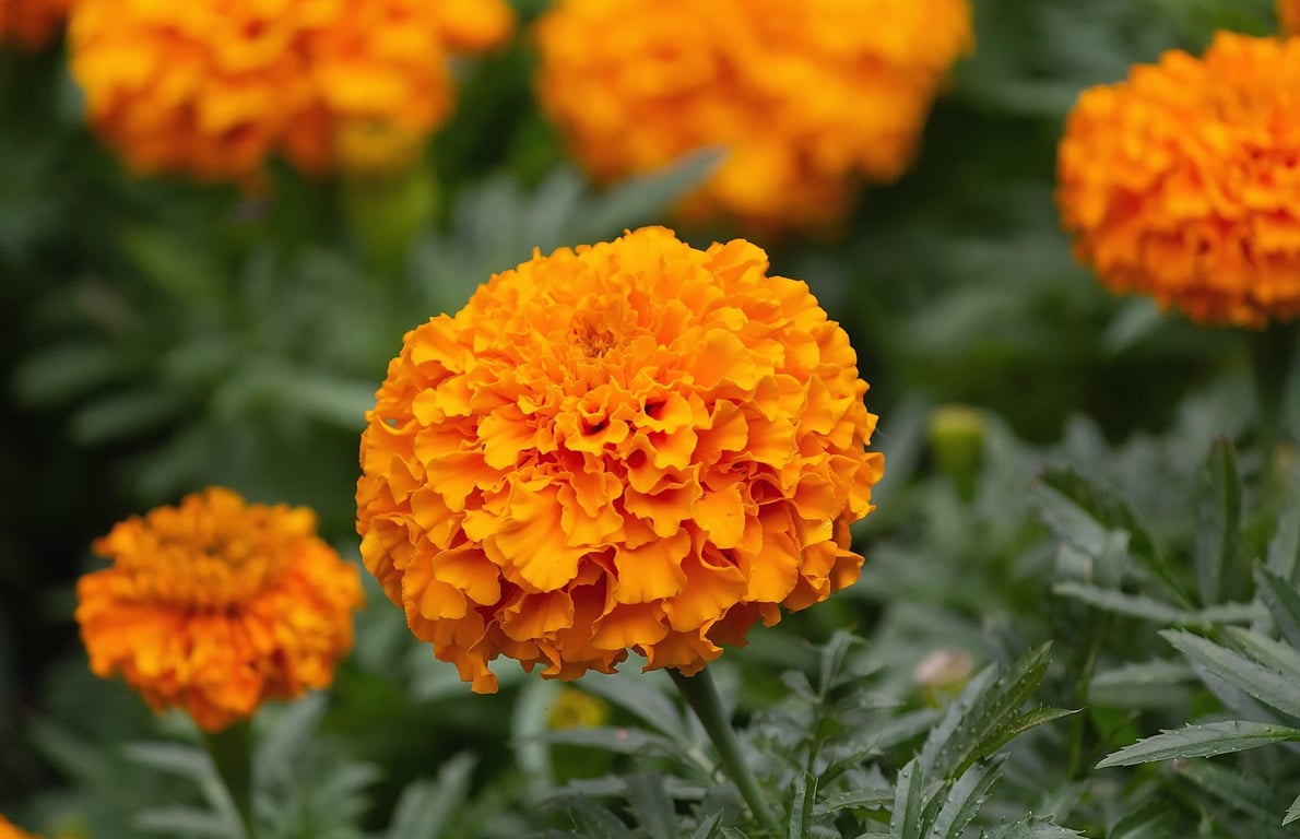 The top 15 summer-blooming flowers for every corner of your yard