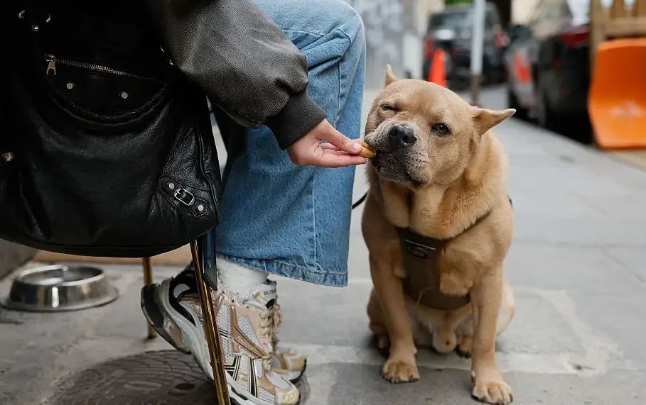 Experts outline key traits that shape your dog's loyalty