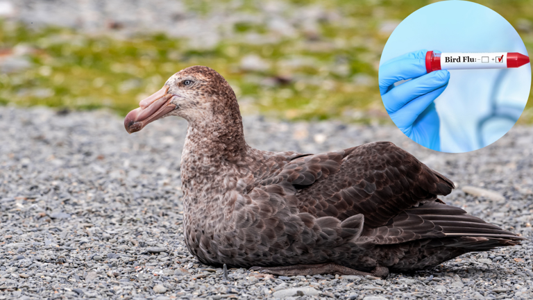 Australia reports H5 bird flu in second state; can it spread to humans?