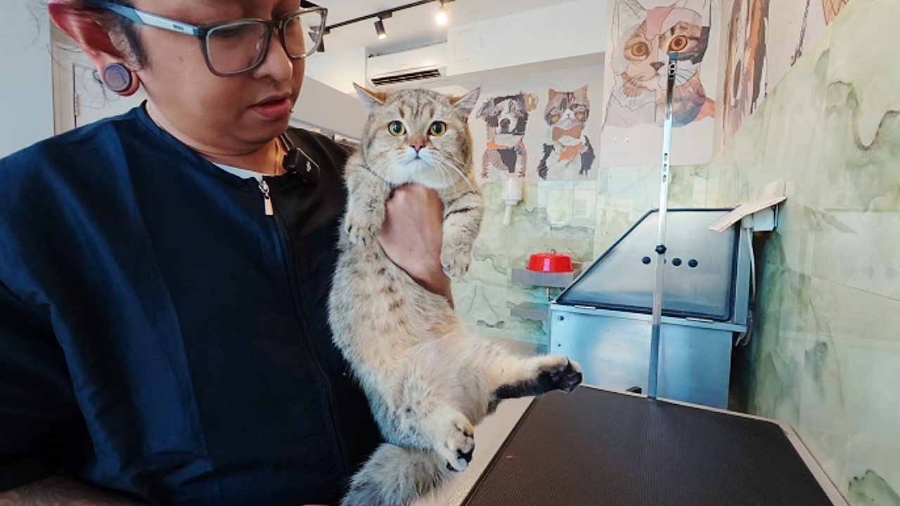 Syruk the Munchkin Cat Is a Star