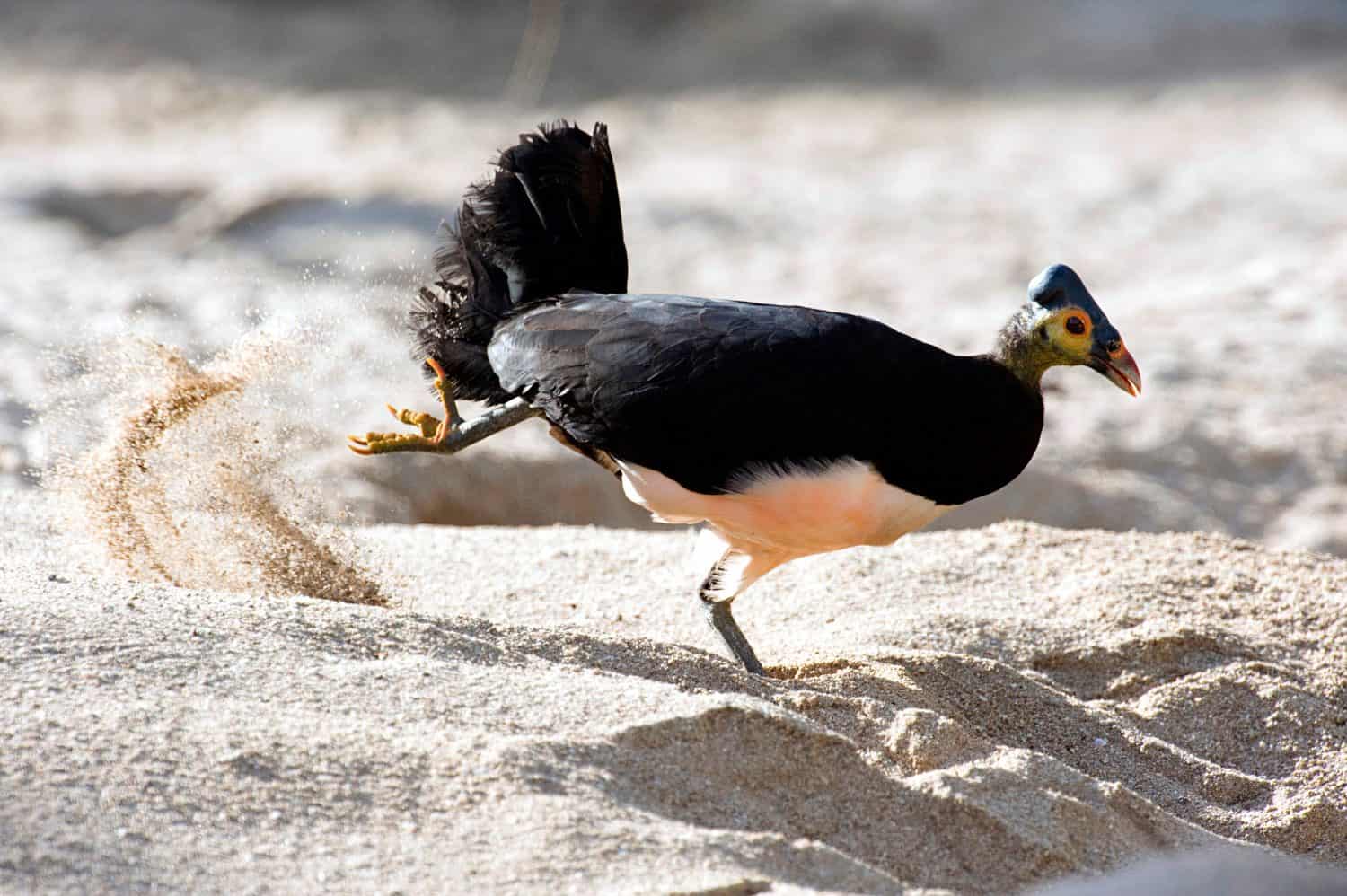 The bird that builds its own incubator and raises itself