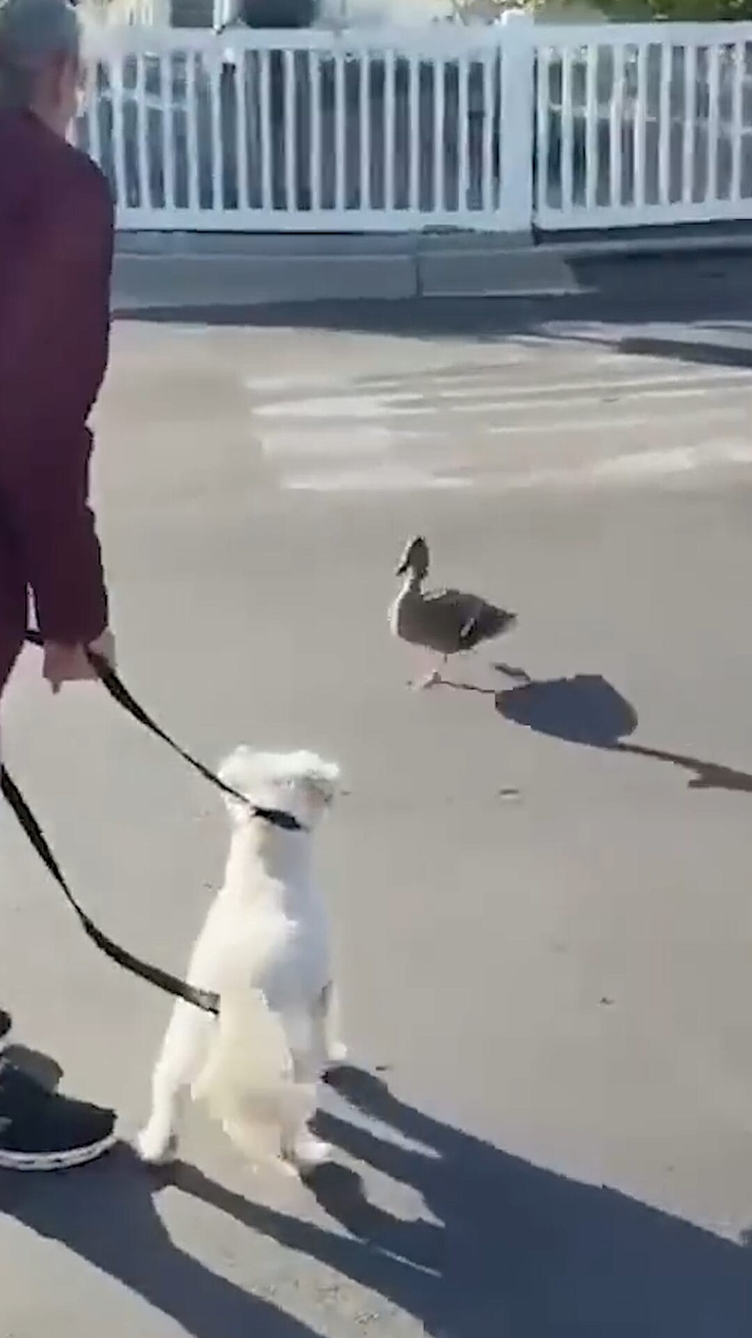 Mama duck asks for help 🥹
