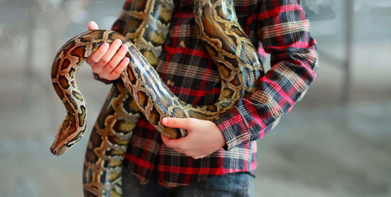This massive snake swallowed a 150-pound hyena whole