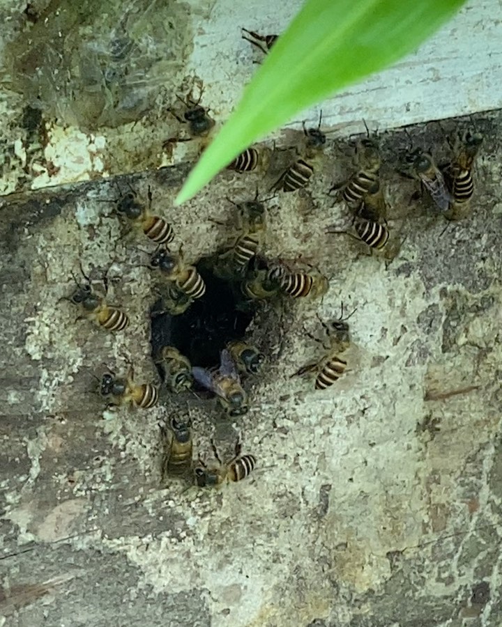 Looks like my empty stingless bee box has new residents!