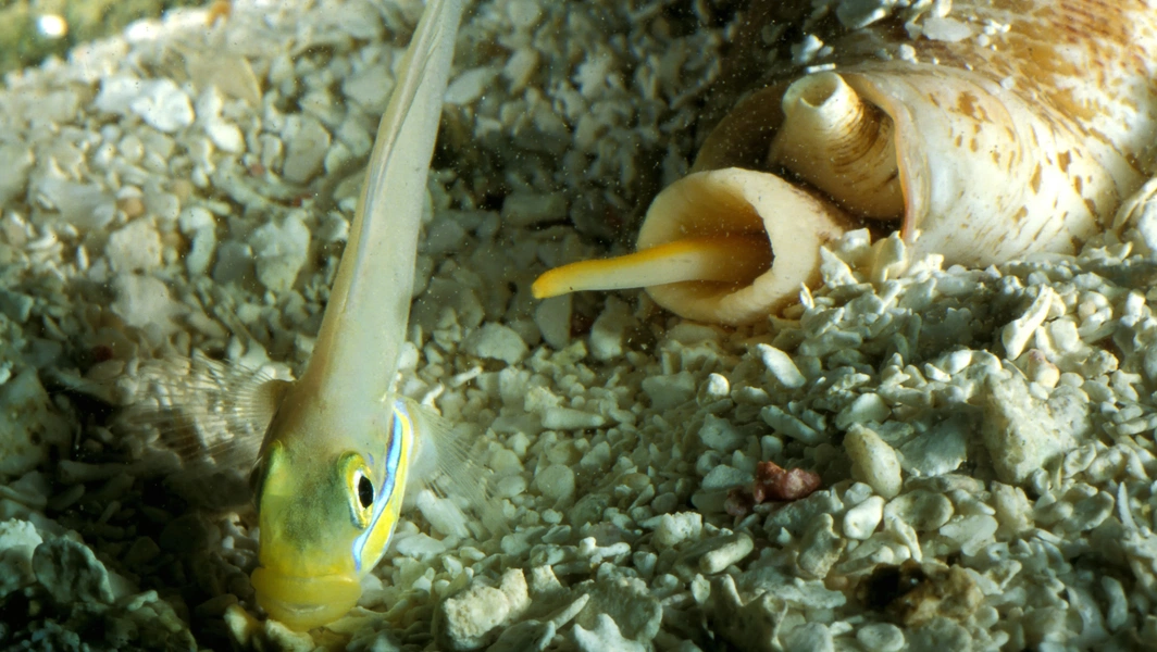 Cone snails: Deadly hunters and medical innovators