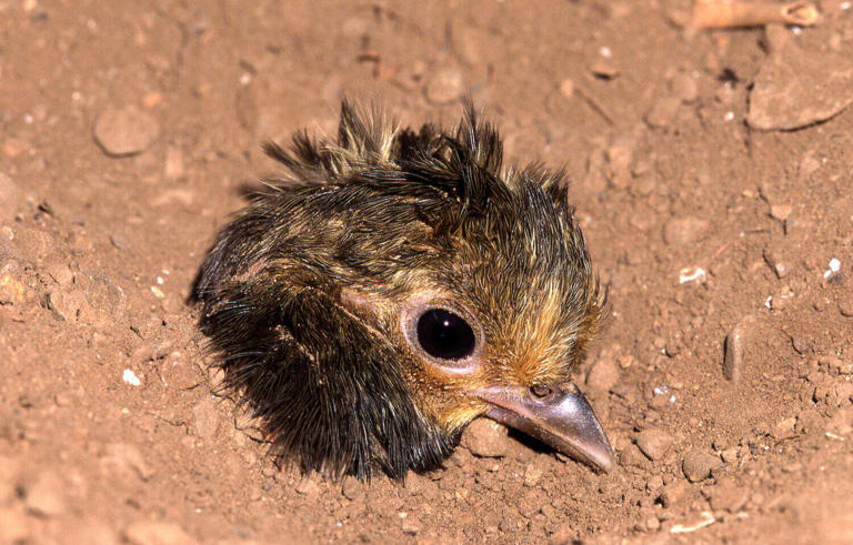 The bird that builds its own incubator and raises itself