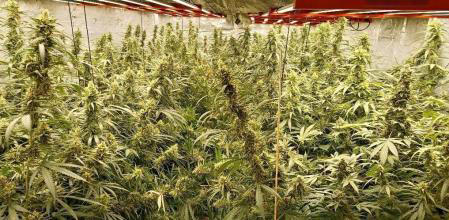 14 detenidos tras desmantelar un grupo especializado en el cultivo ...