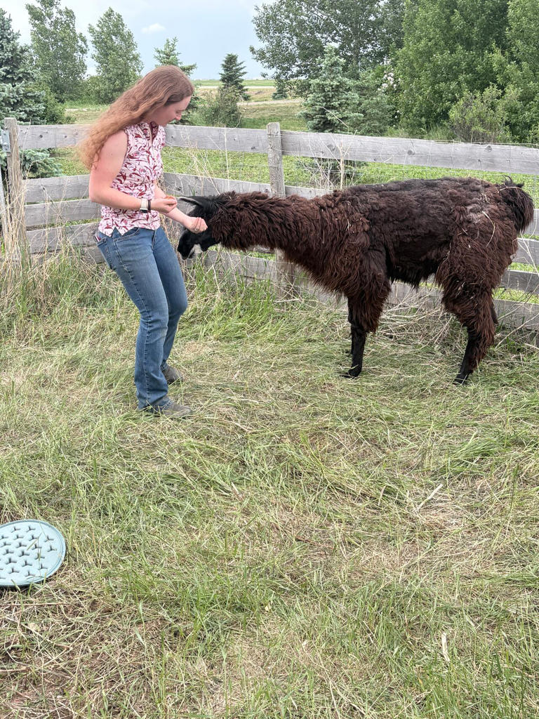 Sask. veterinarian recruits chatty sheep to be blind llama's bestie
