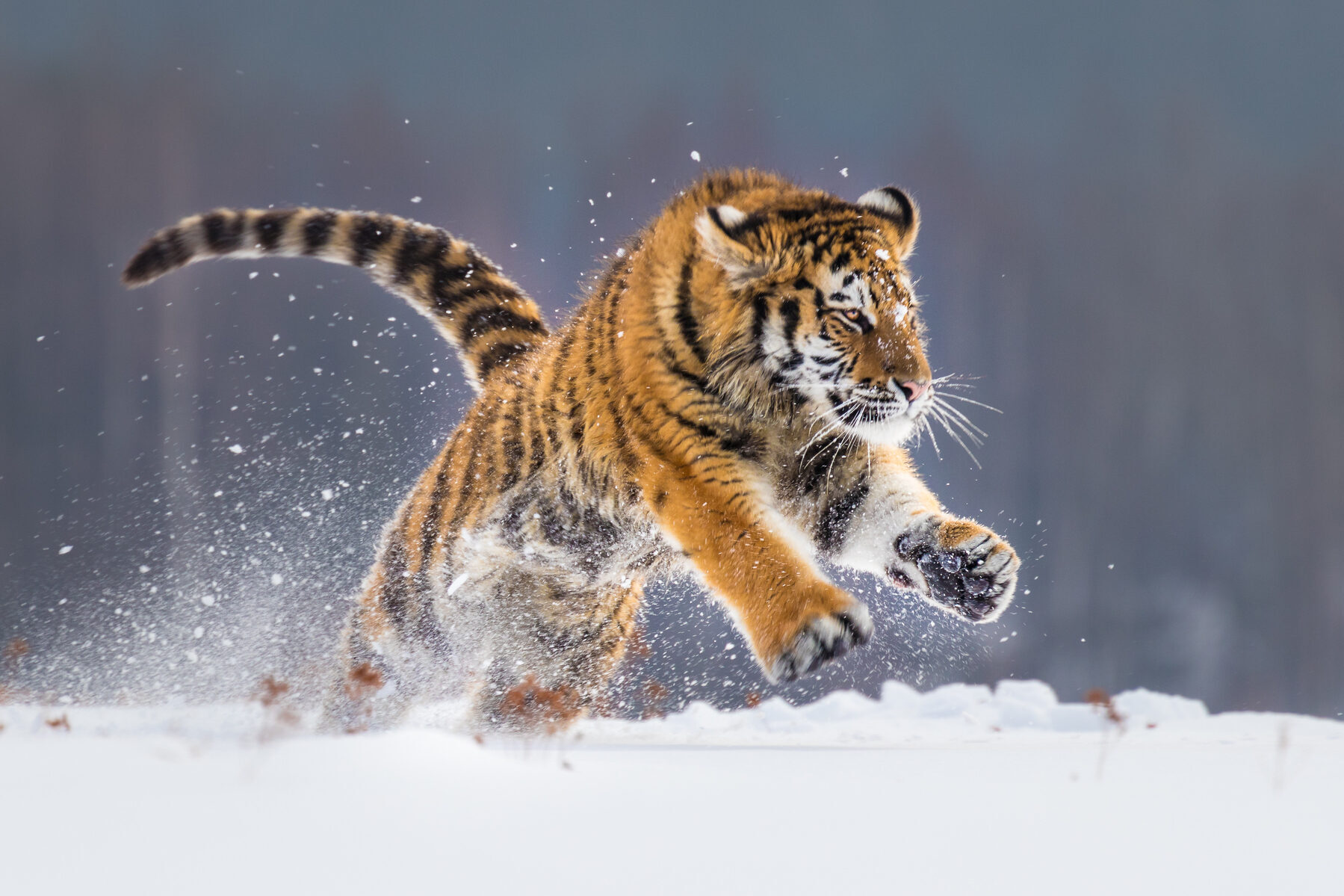 50 stunning photos of animals in the wild