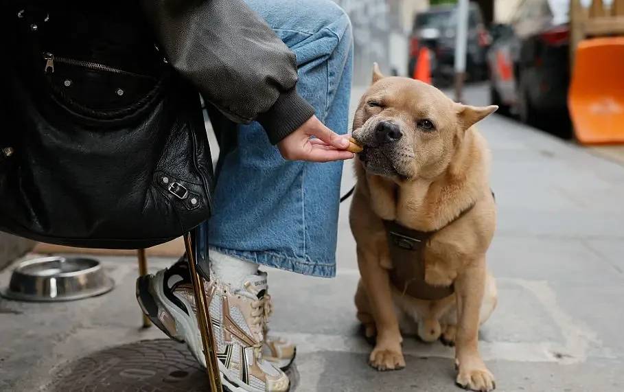 Experts outline key human traits that deepen dog trust