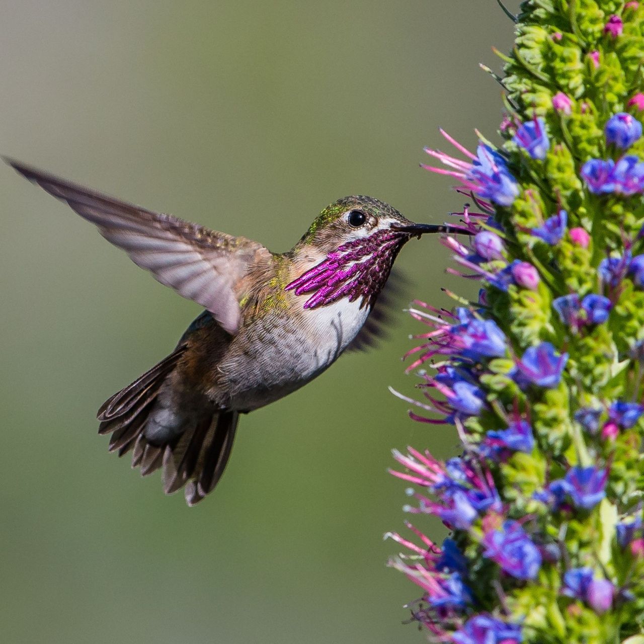 Meet your birth month hummingbird – and the meaning behind all 12 hummers