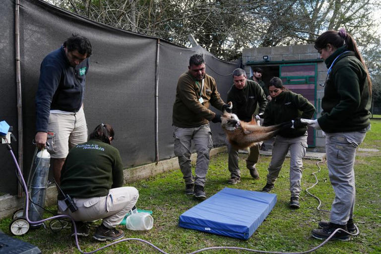 Argentina to return two rare maned wolves to the wild