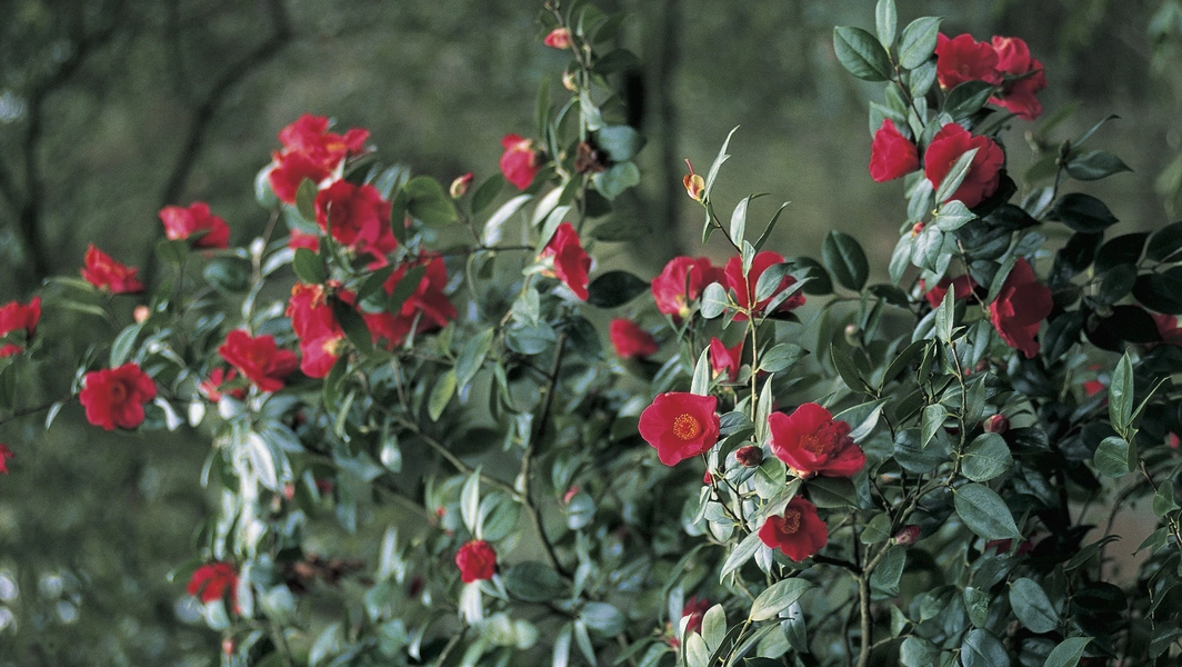 12 plants that thrive with coffee grounds