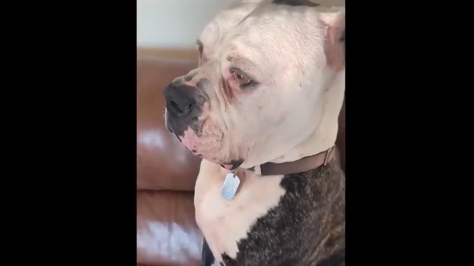 This dog is testing my patience