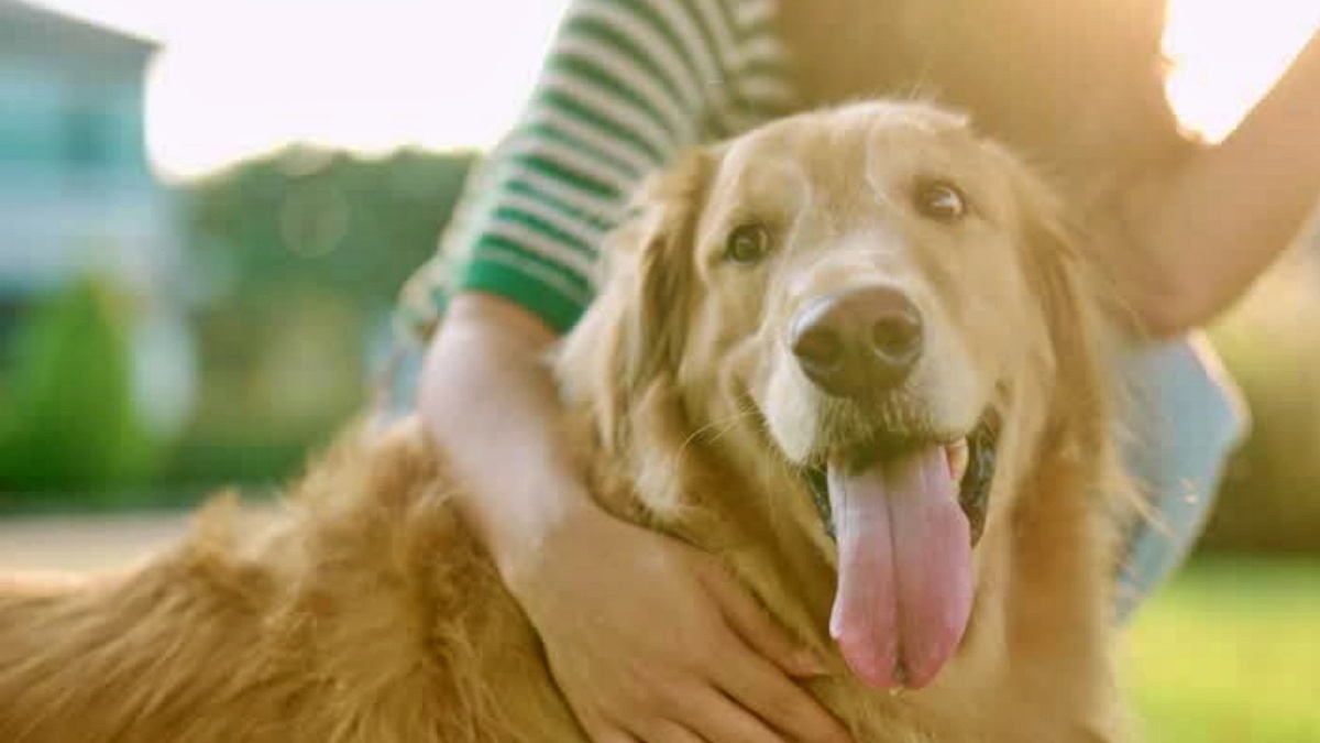 If your dog shows these 10 signs, it may be happier than most pets ...