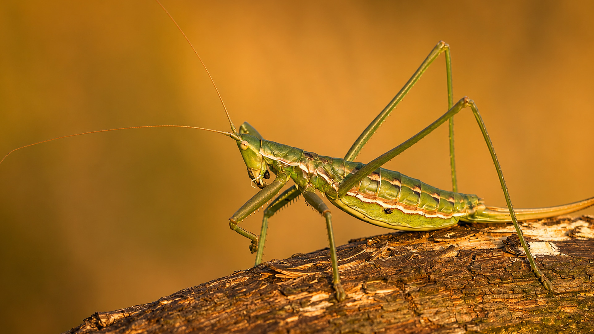 A wildlife camera recorded this giant green insect at rest