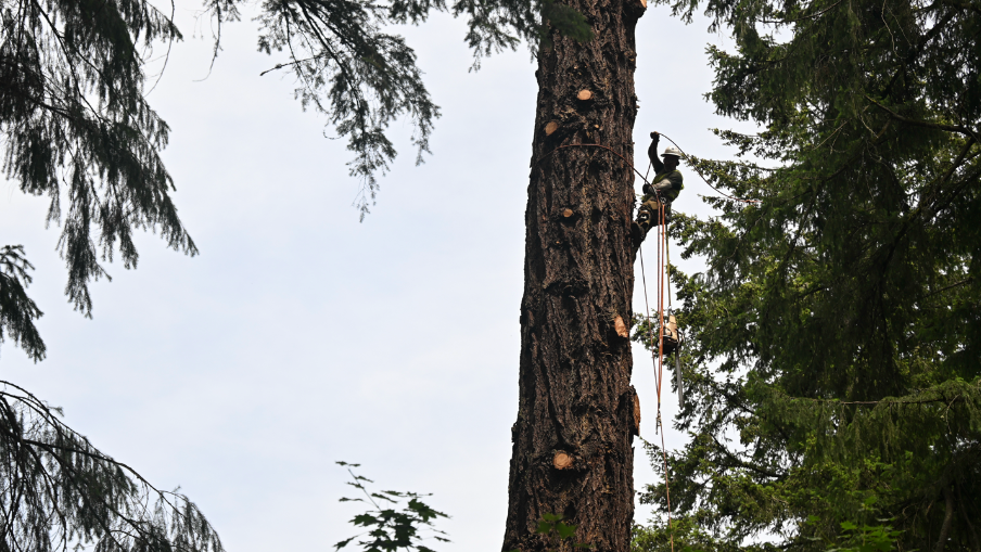 'I've been gawking at this tree for 40 years': Lakewood fir comes down