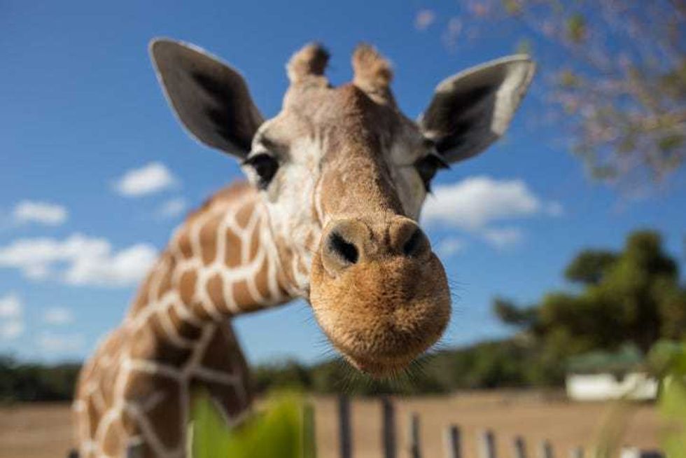 Lost giraffe in Central Texas found