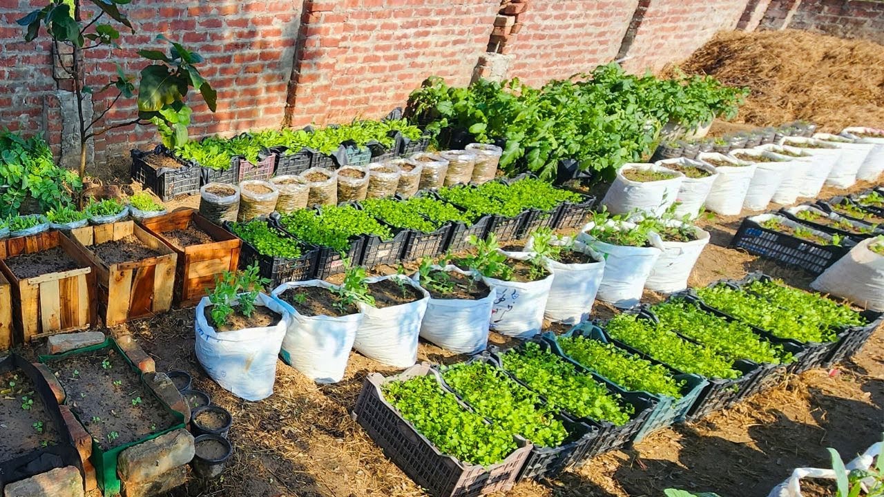 Small space gardening growing vegetables in storage tubs