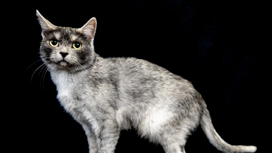 6 rare animals with remarkable physical traits