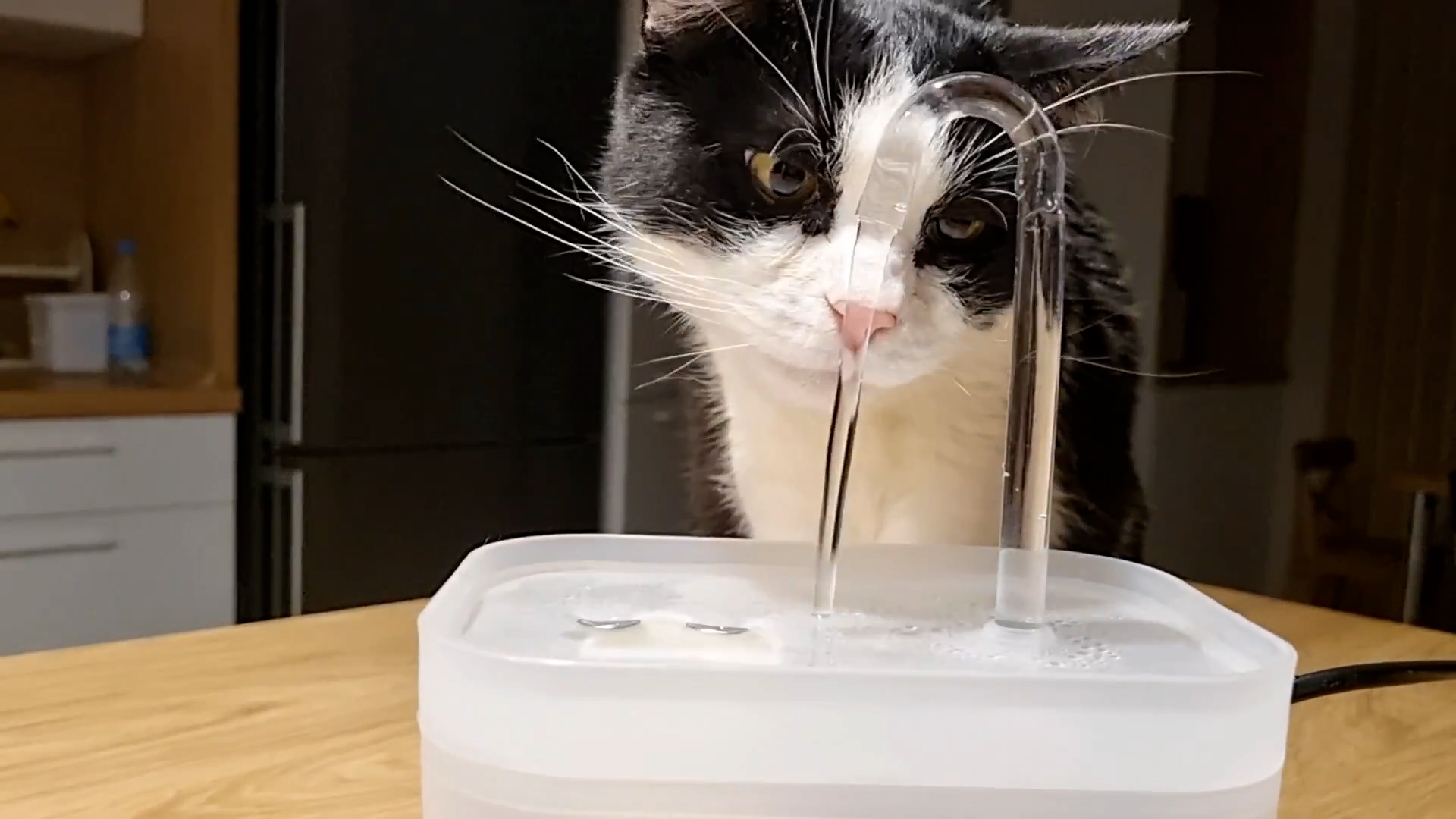 Cat can't stop watching the water