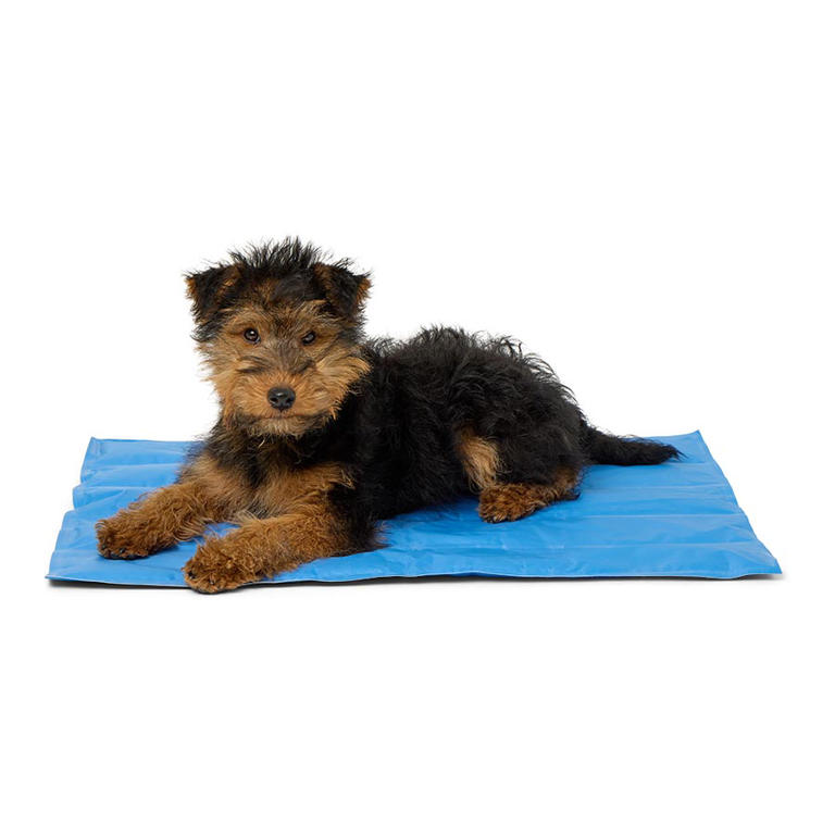 Five must-buy items to keep your dog cool during the Sheffield heatwave ...