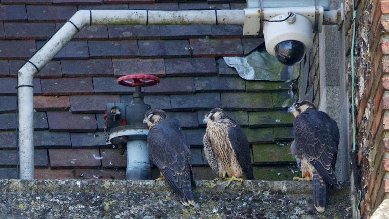 Three falcon chicks take flight from cathedral nest