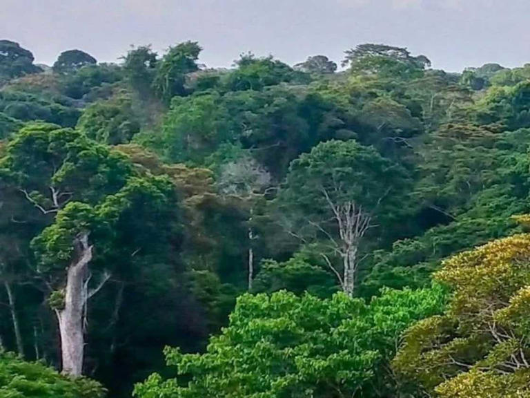 Meru: Court stops construction of state lodge, airstrip and golf course ...