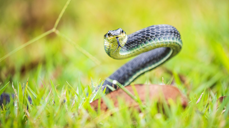 Got kids and pets? Know this before you plant this snake-attracting ...