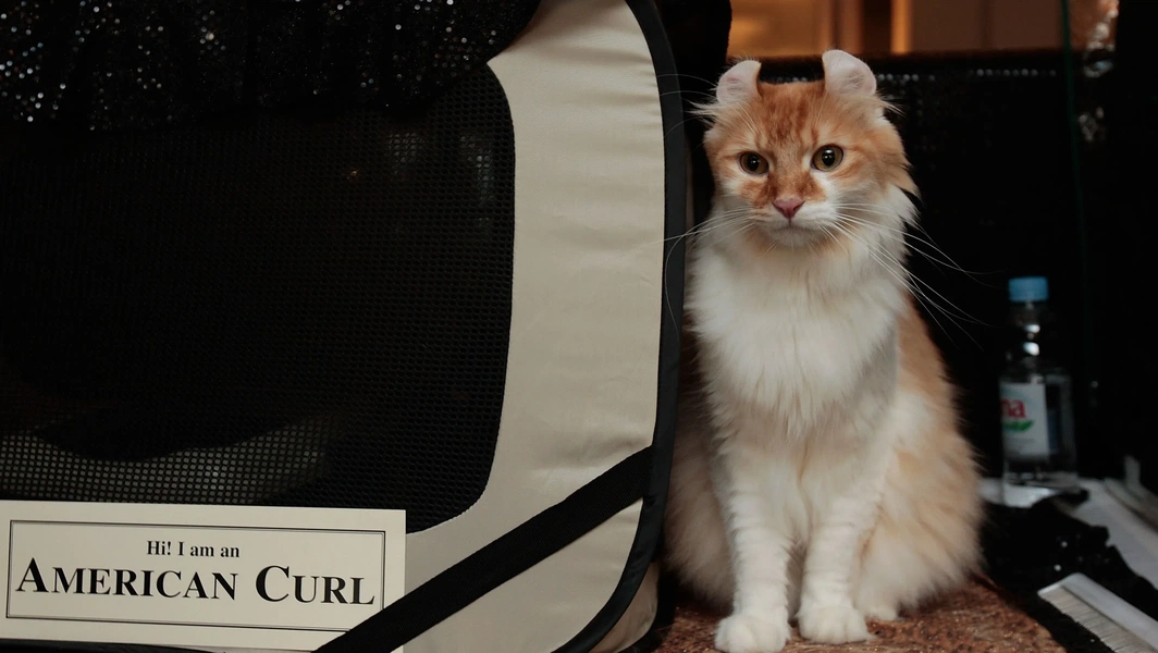 10 calm cat breeds for tranquil living