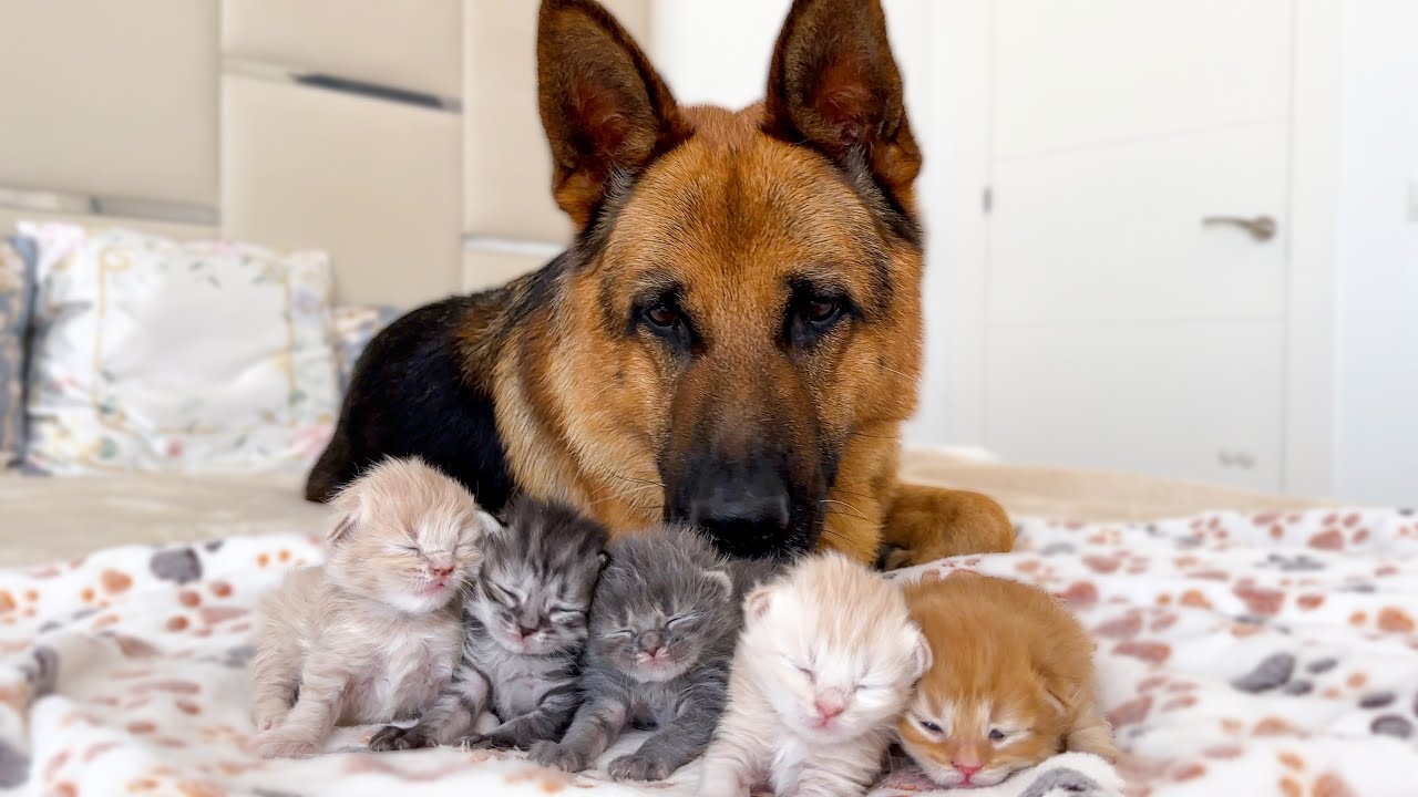 German shepherd meets sleeping tiny kittens