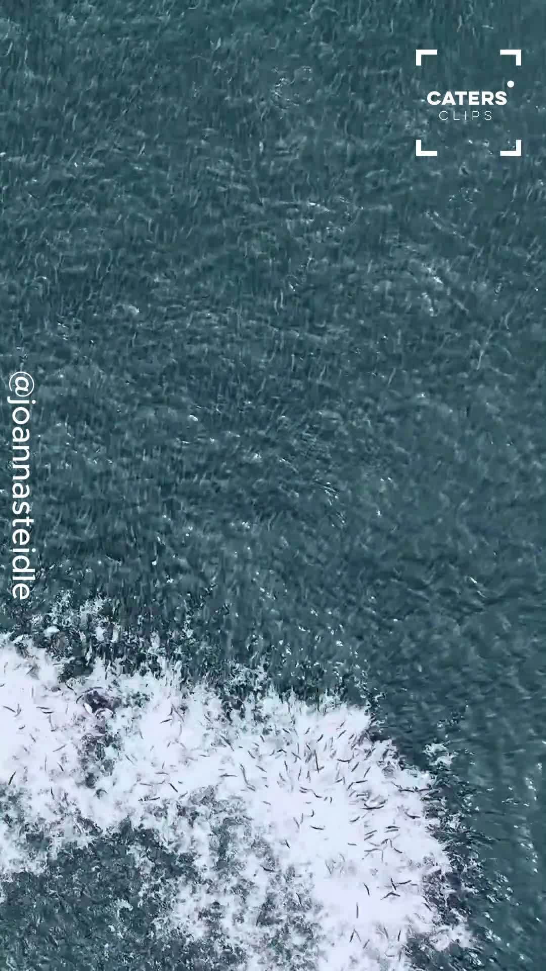 Drone captures whale's explosive feeding attack