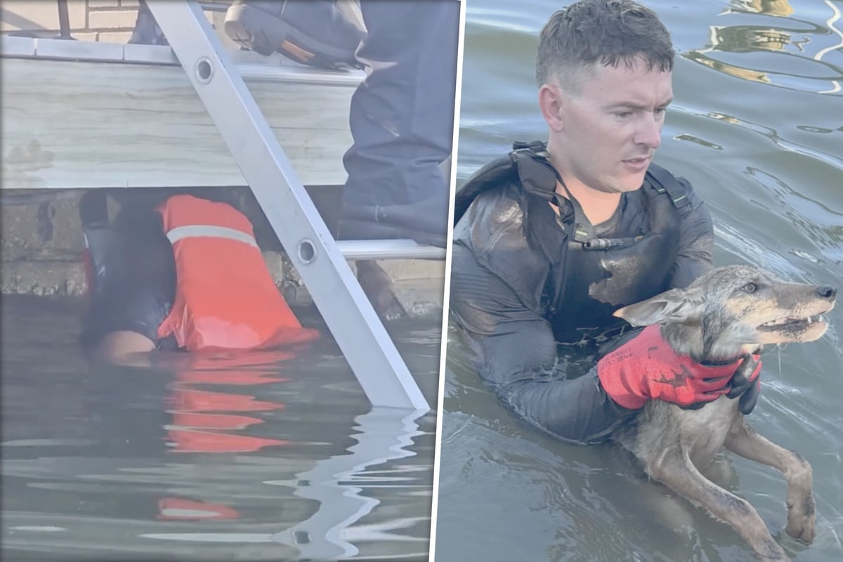 Florida firefighters believe they're rescuing a dog swimming for its ...