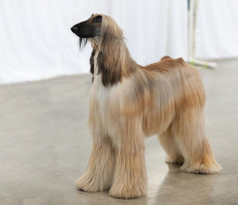 Beauty comes in many forms – these 12 breeds prove it, and these 3 ...