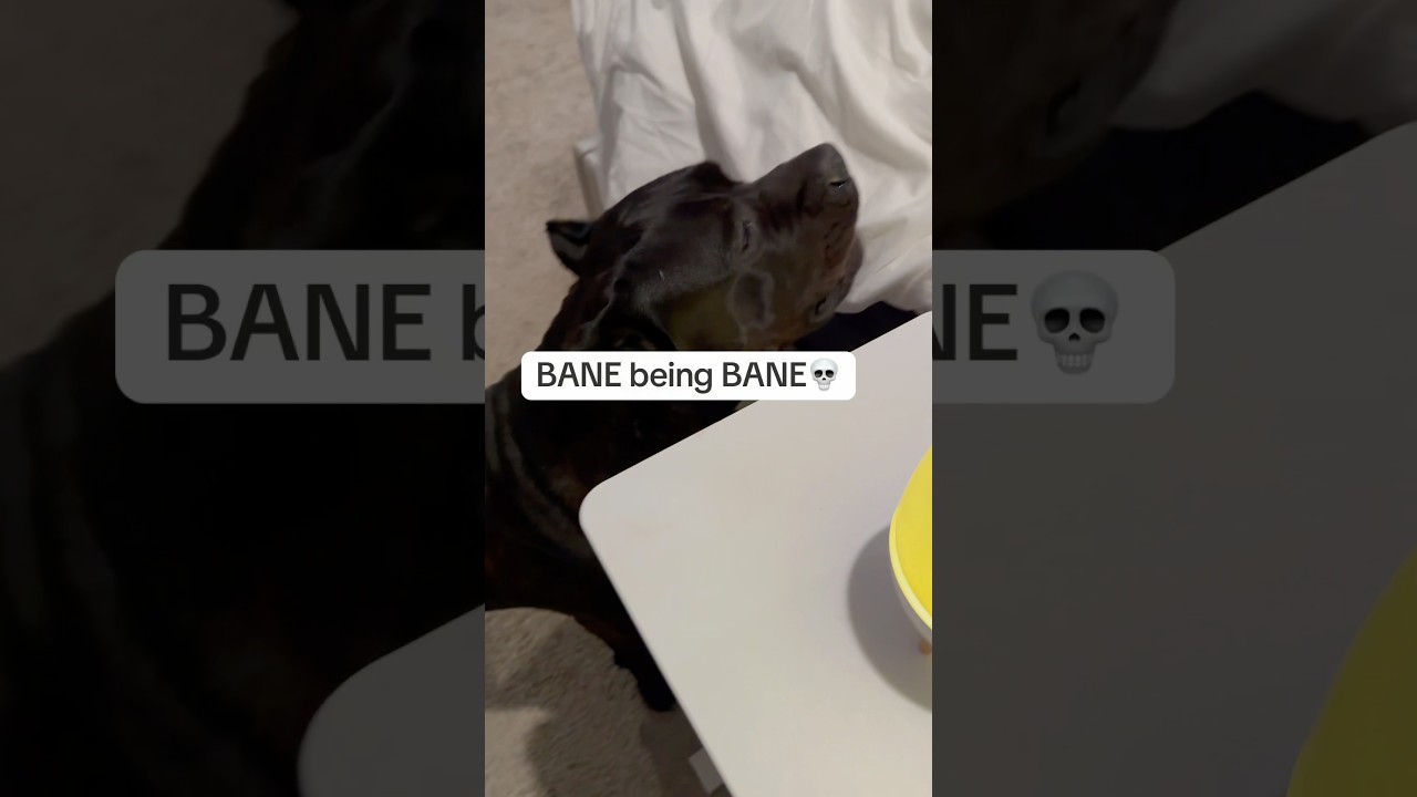 Dog gets into his usual chaotic daily activities
