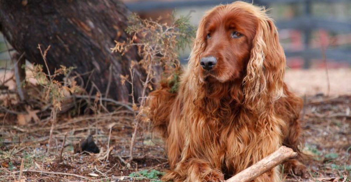 Beauty comes in many forms – these 12 breeds prove it, and these 3 ...