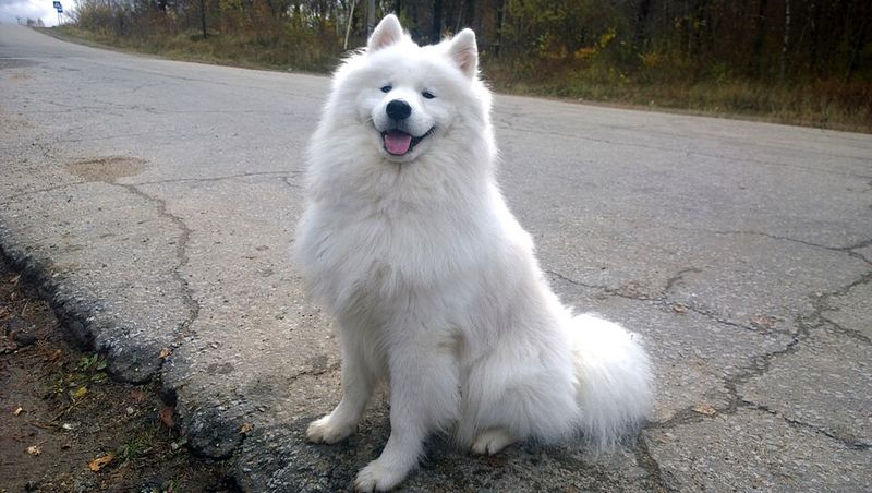 Beauty comes in many forms – these 12 breeds prove it, and these 3 ...