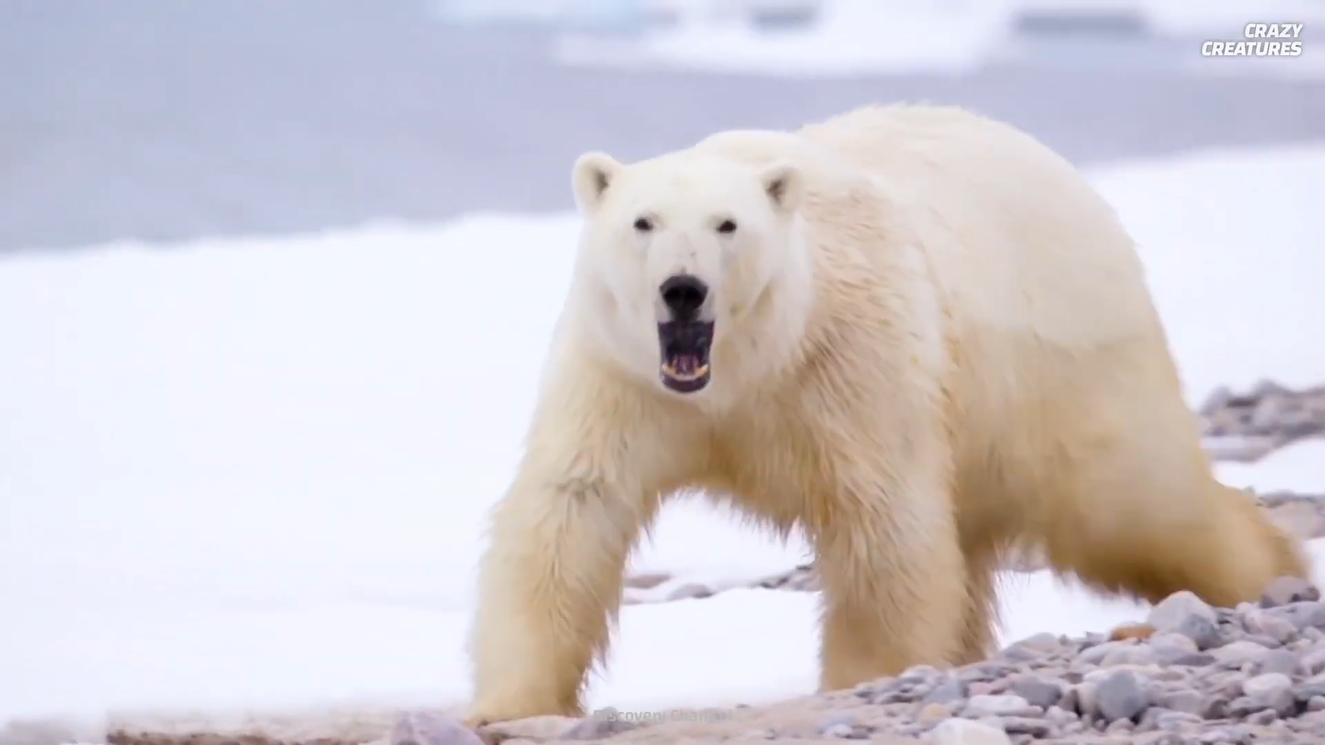 Watch what happens when a polar bear decides to investigate you