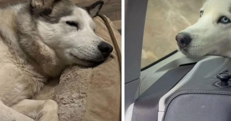 Shelter dog escapes final deadline, but her second chance still needs a ...