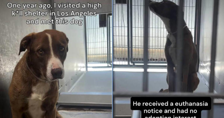 Shelter dog had hours left to live, but one request changed his life ...