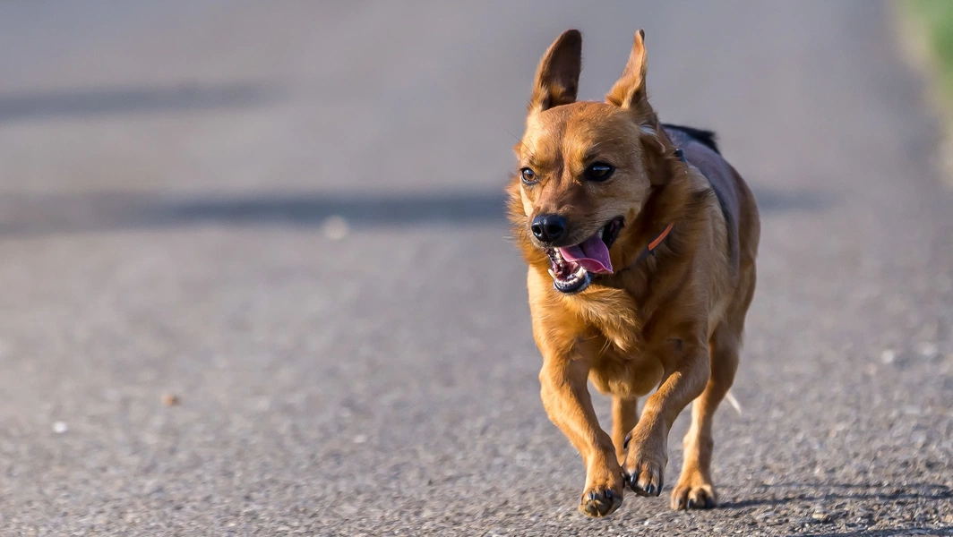 7 funny animal moments captured in photos