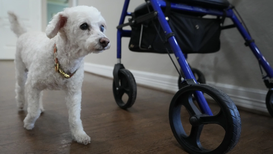 4 types of dogs often overlooked for adoption