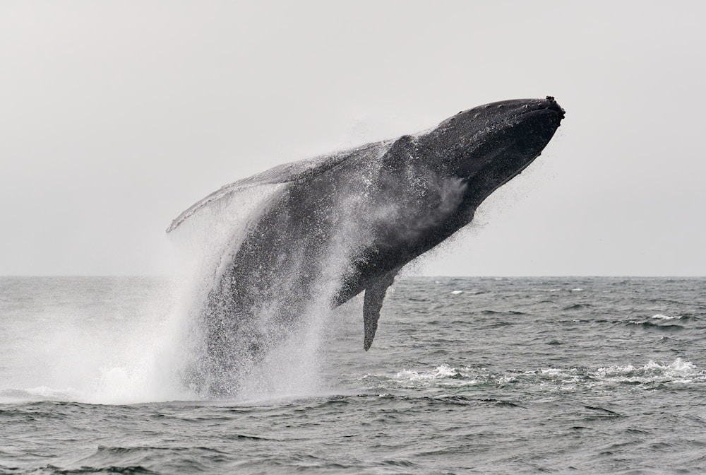 26 Alaska cruise wildlife moments worth the wait