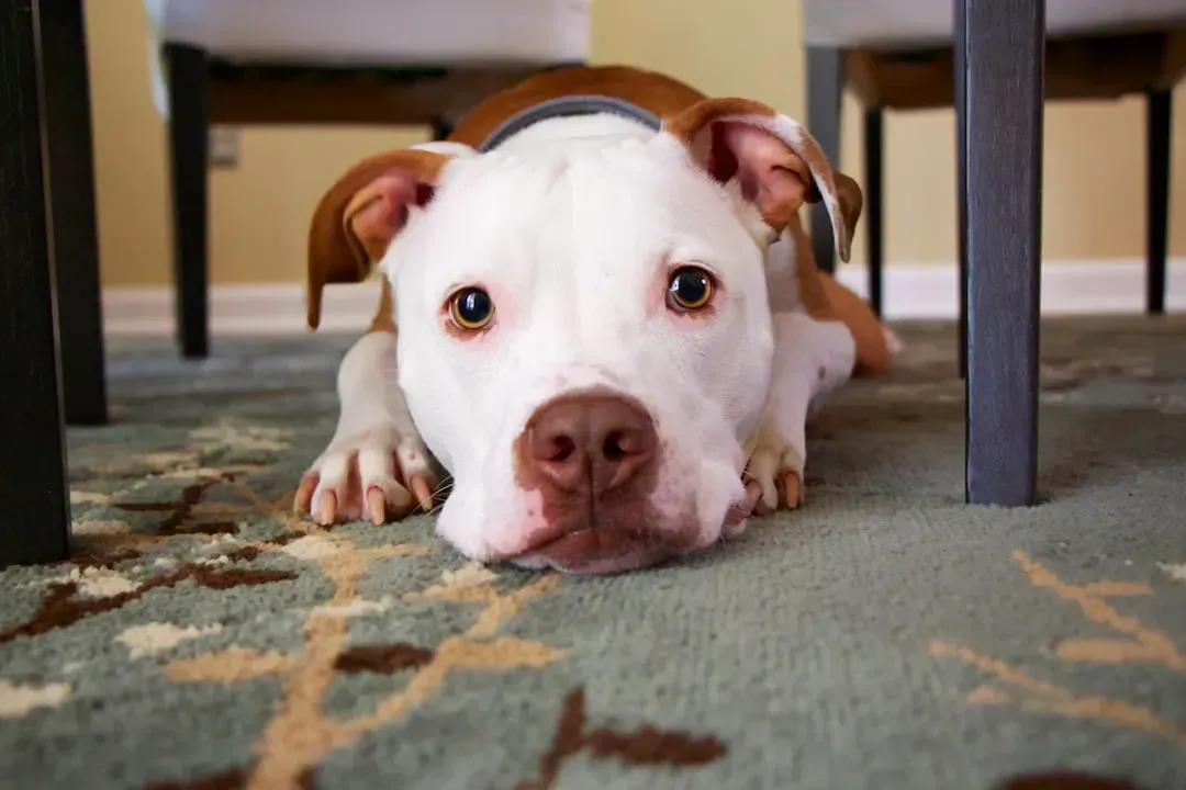 What your pet does the moment you leave the house - and what it ...