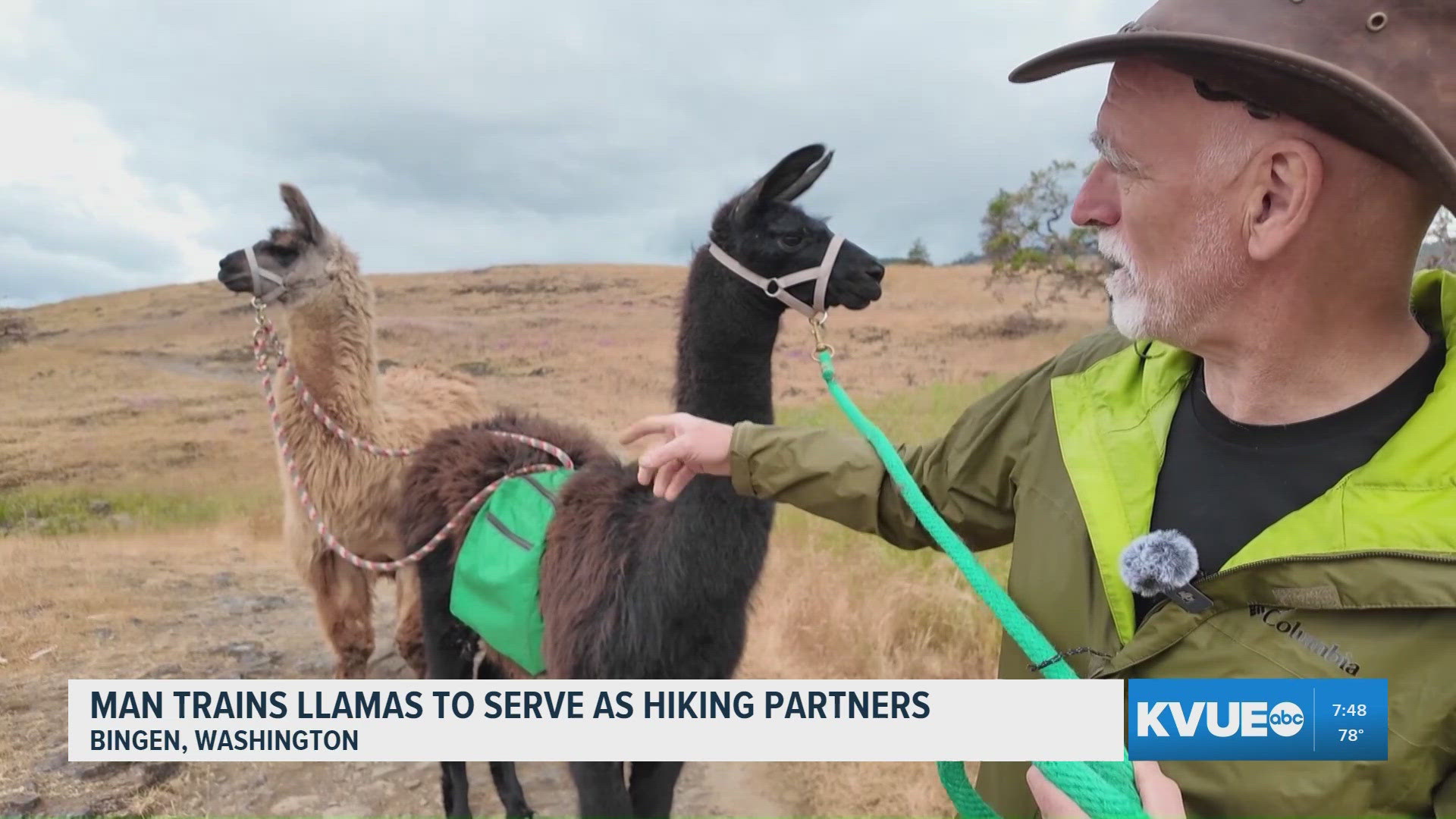 Washington man trains llamas as hiking partners