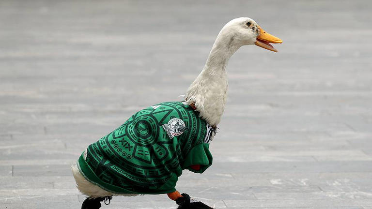 Dancing king, invisible spies and a duck: Nine fun stories from 2026 ...