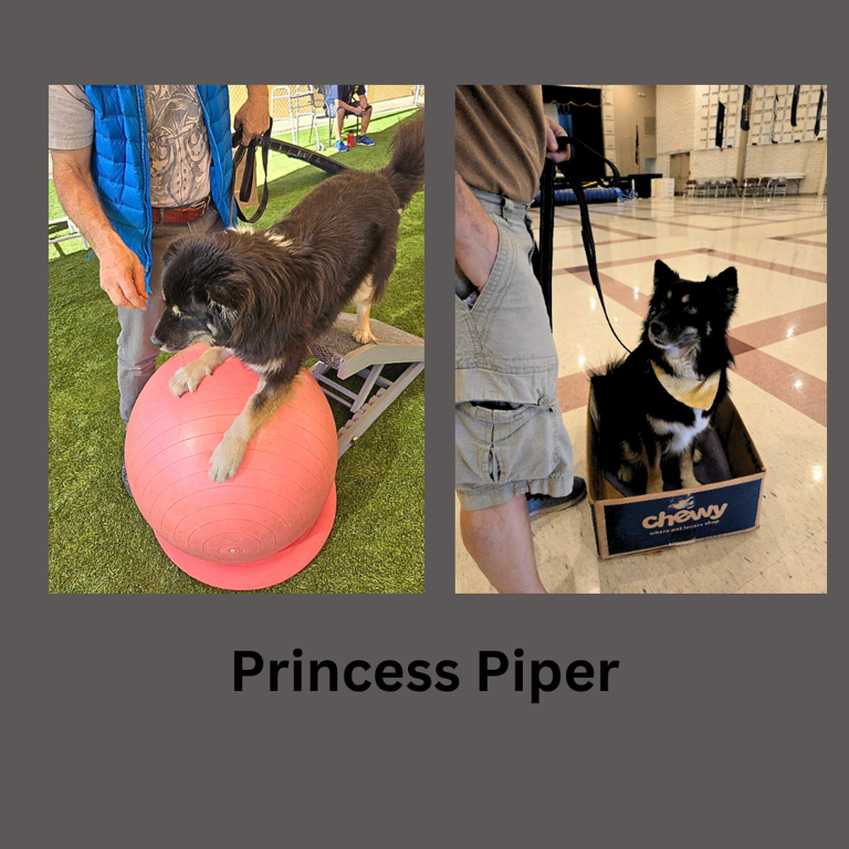 Life with Piper: How a dog changed our life