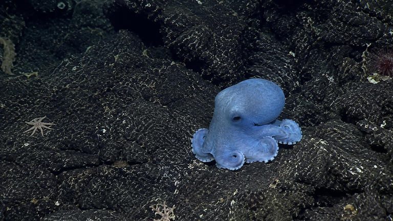 A tiny blue octopus from the Galápagos shows how much the deep sea ...