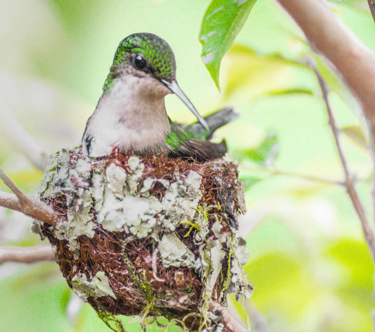 Mama hummingbird builds nest in busy shop, captivating passersby with ...