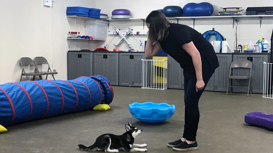 5 words that can stress or confuse dogs